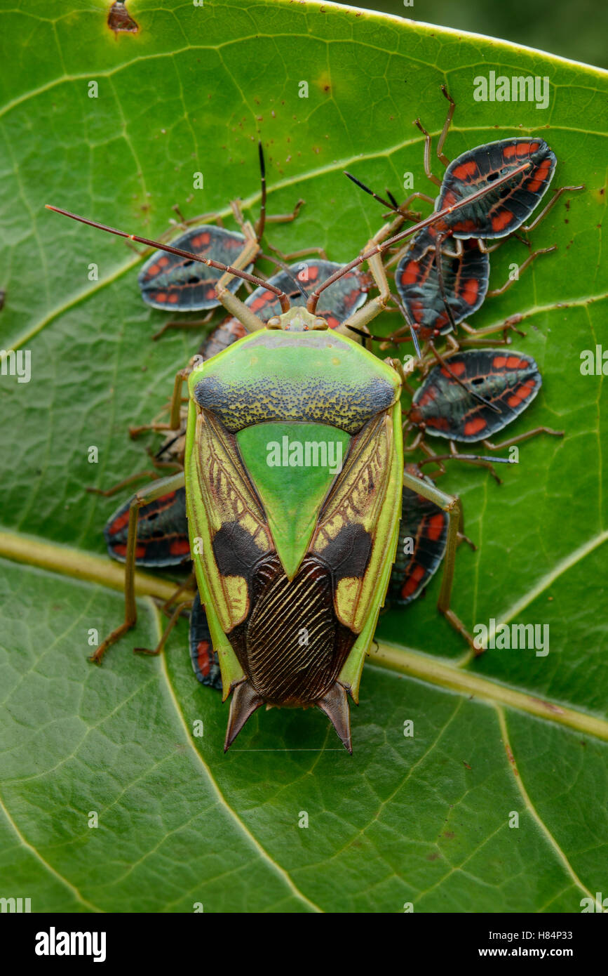Tessarotomid Bug (Tessarotomidae) female exhibiting maternal care of ...
