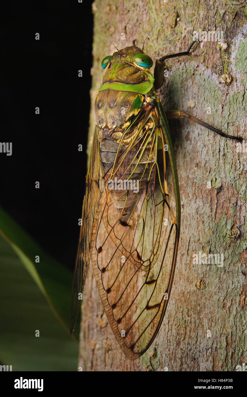 Cicada (Pomponia decem), Borneo, Kubah National Park, Sarawak, Malaysia ...