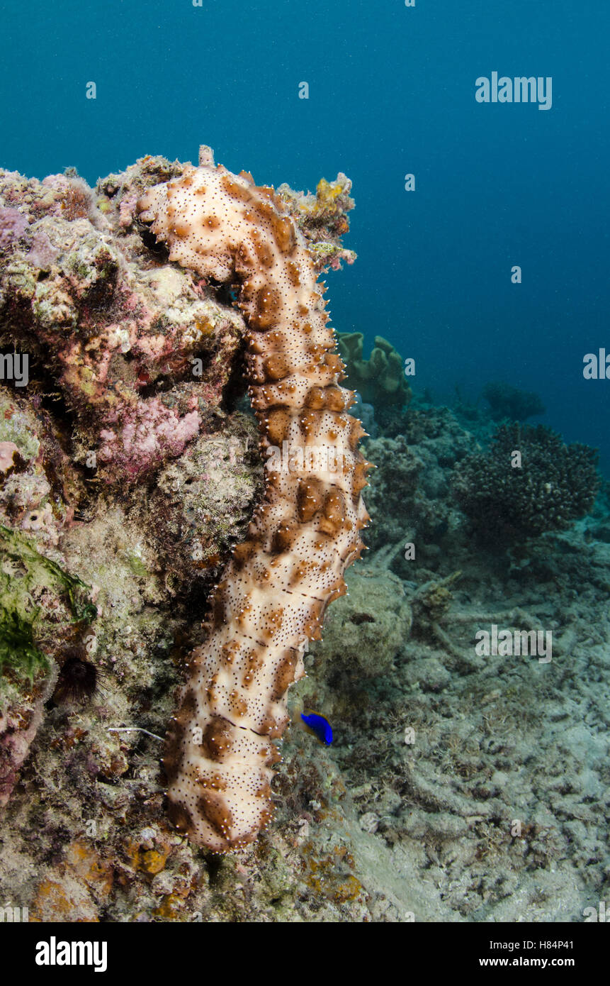 Sea Cucumber (Bohadschia graeffei) on coral reef, Fiji Stock Photo - Alamy