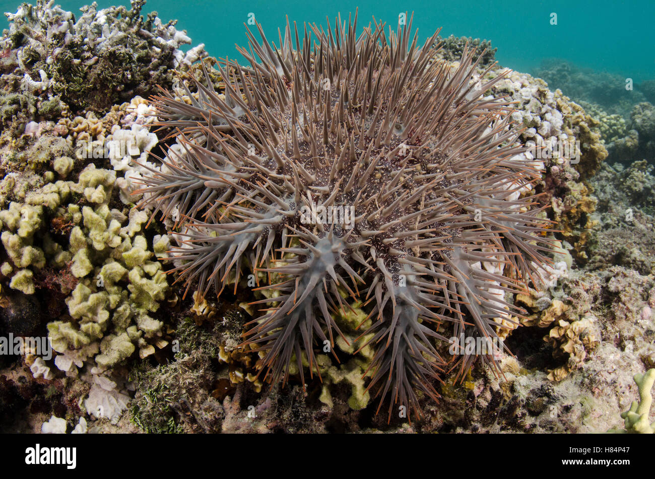 Crown-of-thorns Starfish (Acanthaster planci) a damaging predator of ...