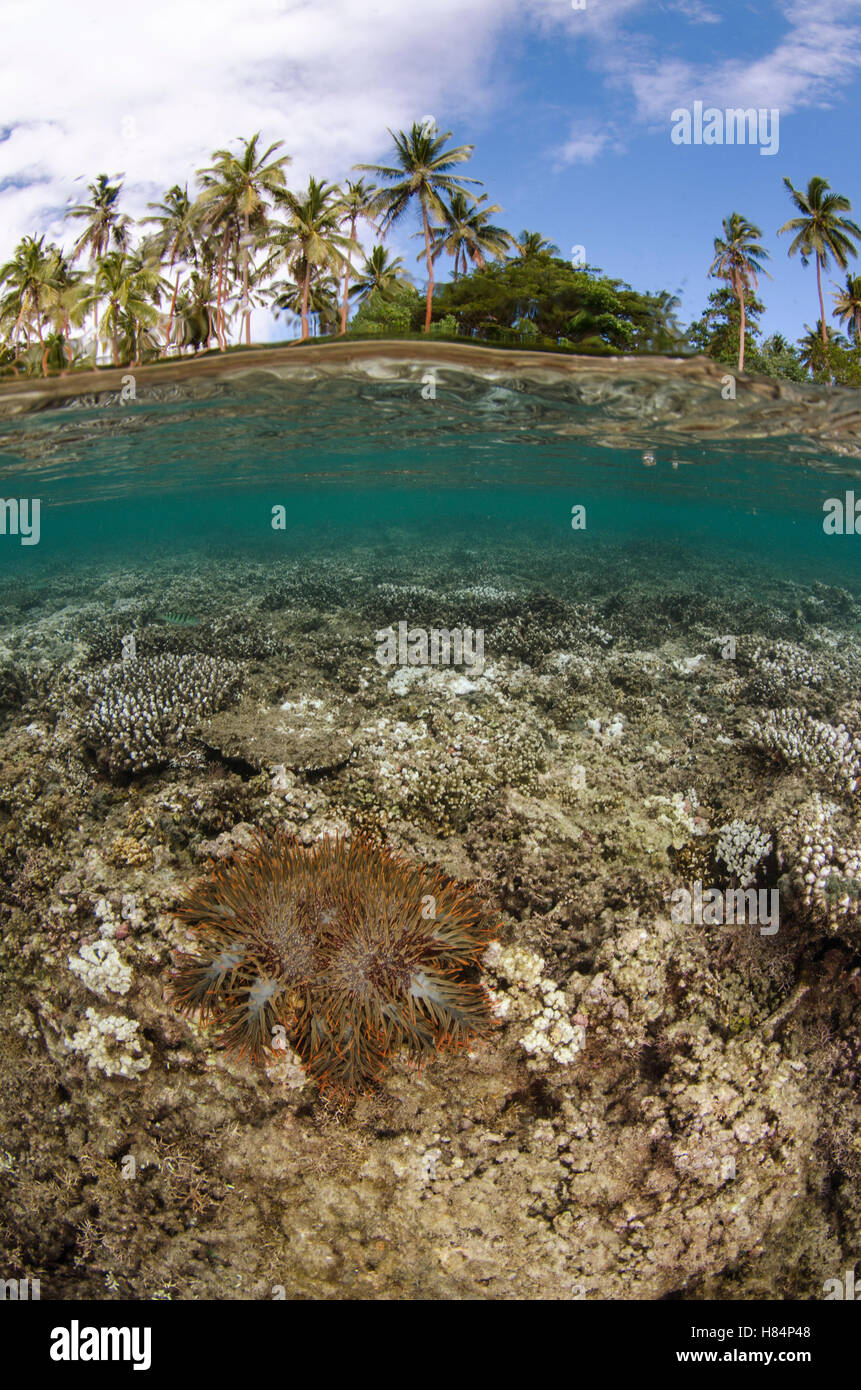 Crown-of-thorns Starfish (Acanthaster planci) a damaging predator of ...