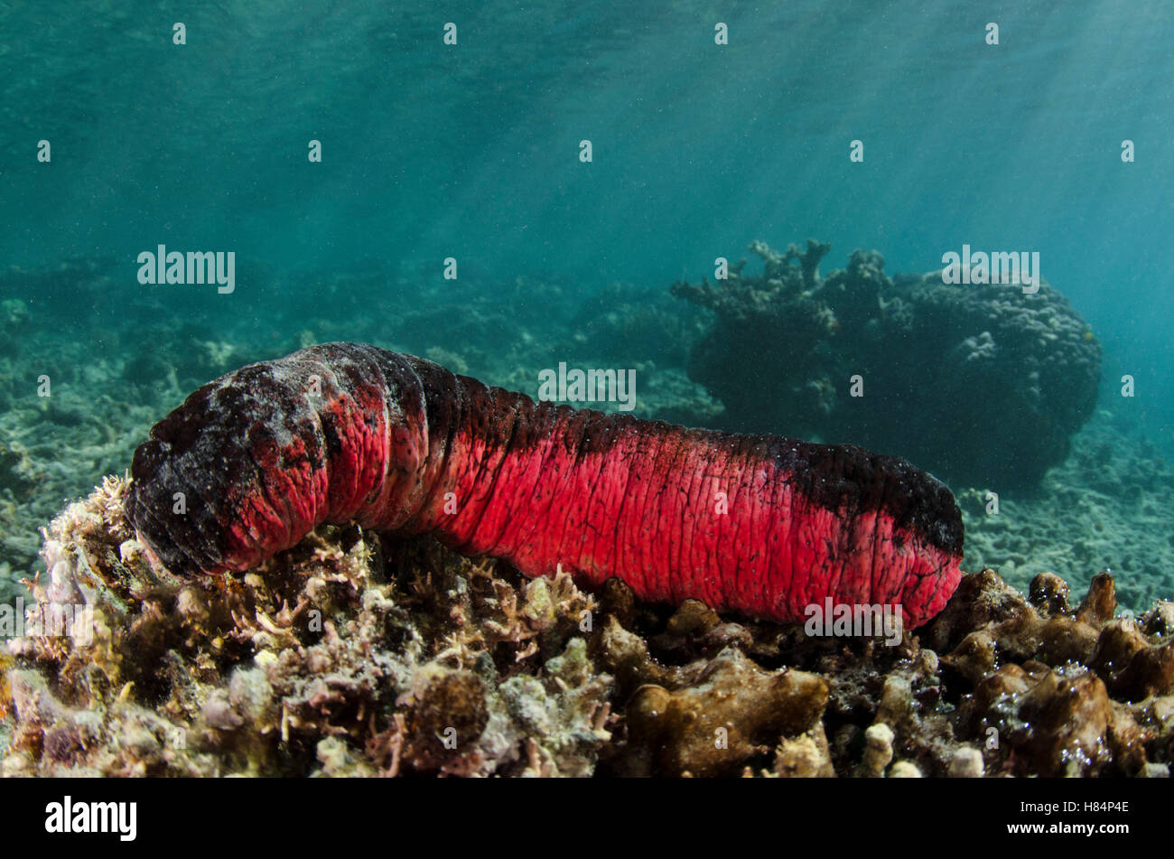 Pink and Black Sea Cucumber (Holothuria edulis), Fiji Stock Photo - Alamy