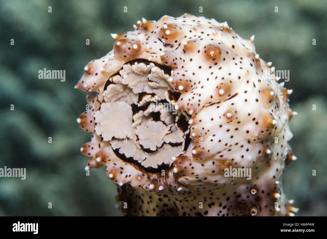 Sea Cucumber (Bohadschia graeffei), Fiji Stock Photo - Alamy
