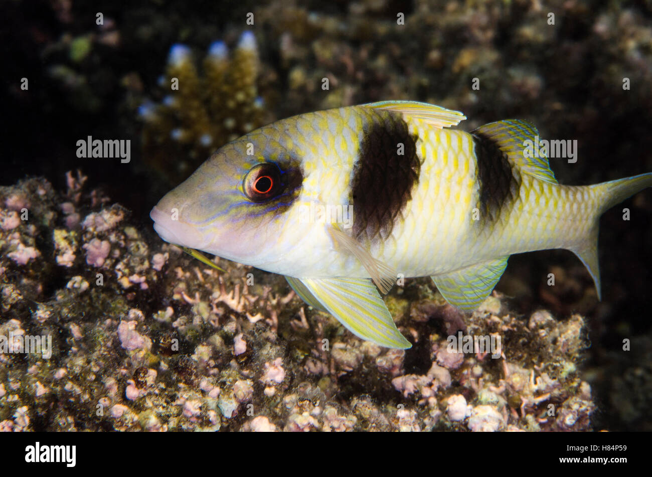 Doublebar Goatfish (Parupeneus crassilabris), Rainbow Reef, Fiji Stock ...