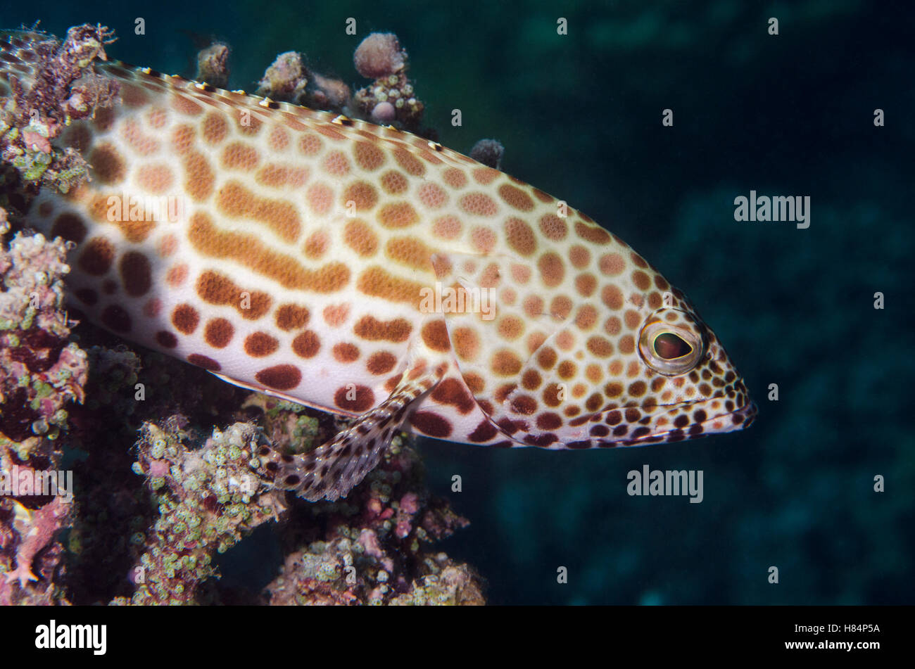 Dwarf Spotted Rock Cod (Epinephelus merra), Rainbow Reef, Fiji Stock ...