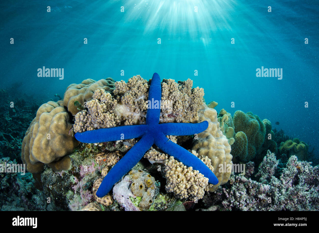 Blue Sea Star (Linckia laevigata), Fiji Stock Photo - Alamy