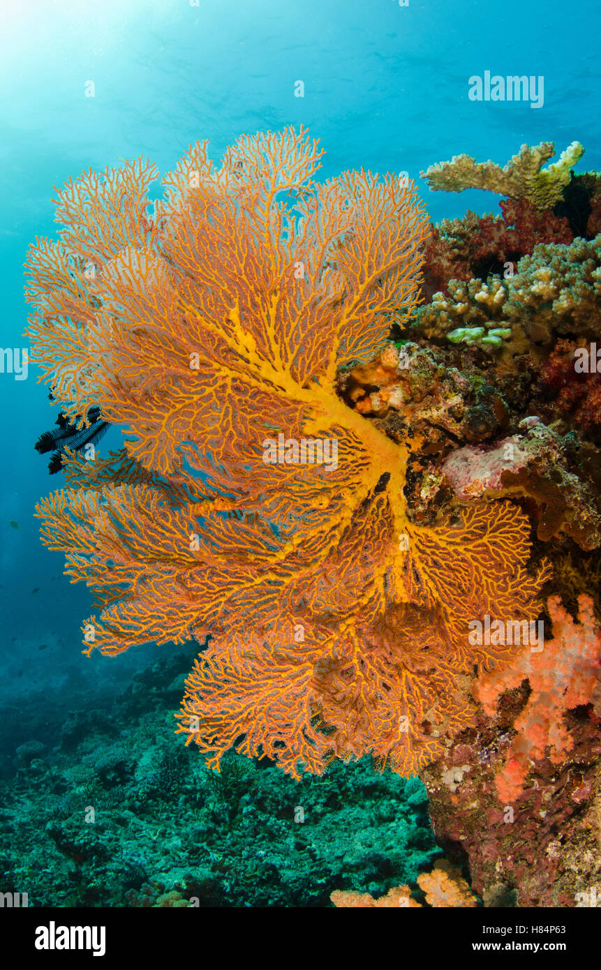 Gorgonia sp hi-res stock photography and images - Alamy