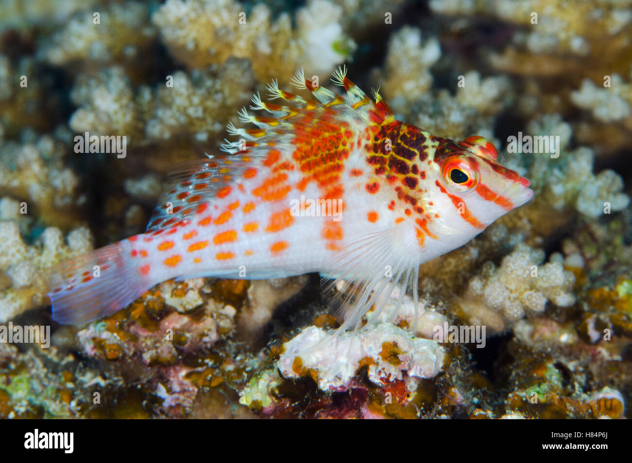 Dwarf Hawkfish (Cirrhitichthys falco), Rainbow Reef, Fiji Stock Photo ...