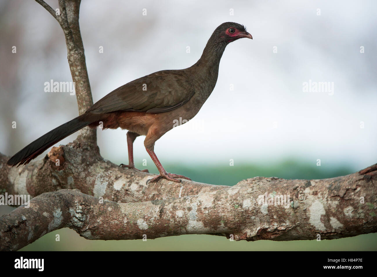 Chaco Chachalaca (Ortalis canicollis), Pantanal, Mato Grosso, Brazil ...