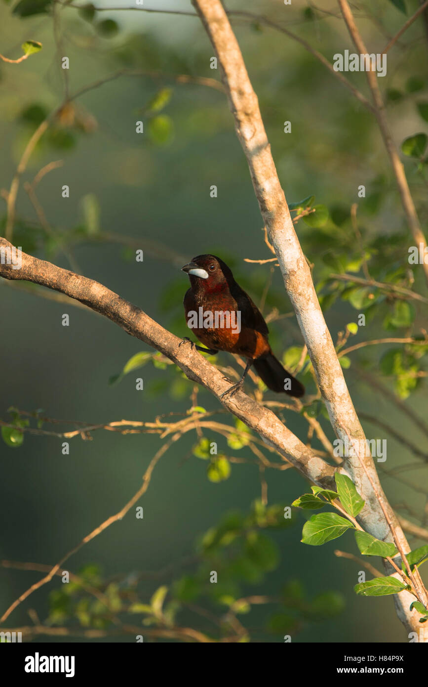 Silver-beaked Tanager (Ramphocelus carbo) male, Pantanal, Mato Grosso ...