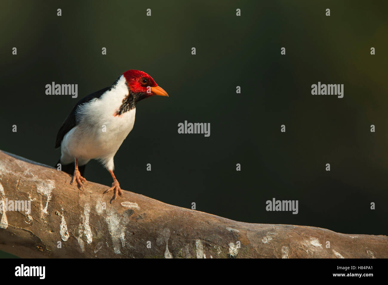 Yellow-billed Cardinal (Paroaria capitata), Pantanal, Mato Grosso ...