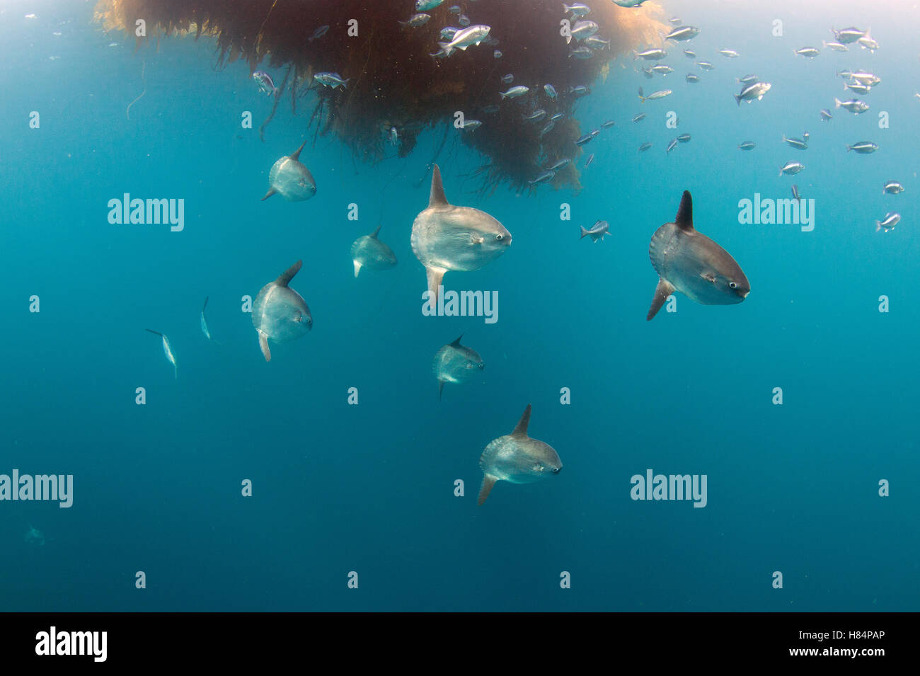 Ocean Sunfish (Mola mola) group gather under floating kelp, Nine Mile ...