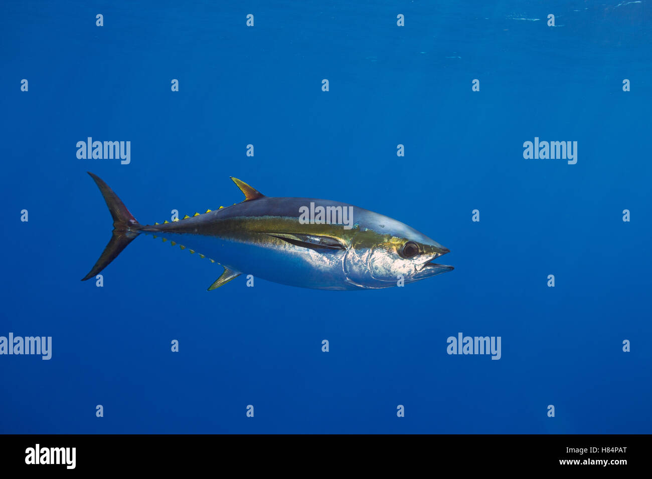 Yellowfin Tuna (Thunnus albacares), Nine Mile Bank, San Diego ...