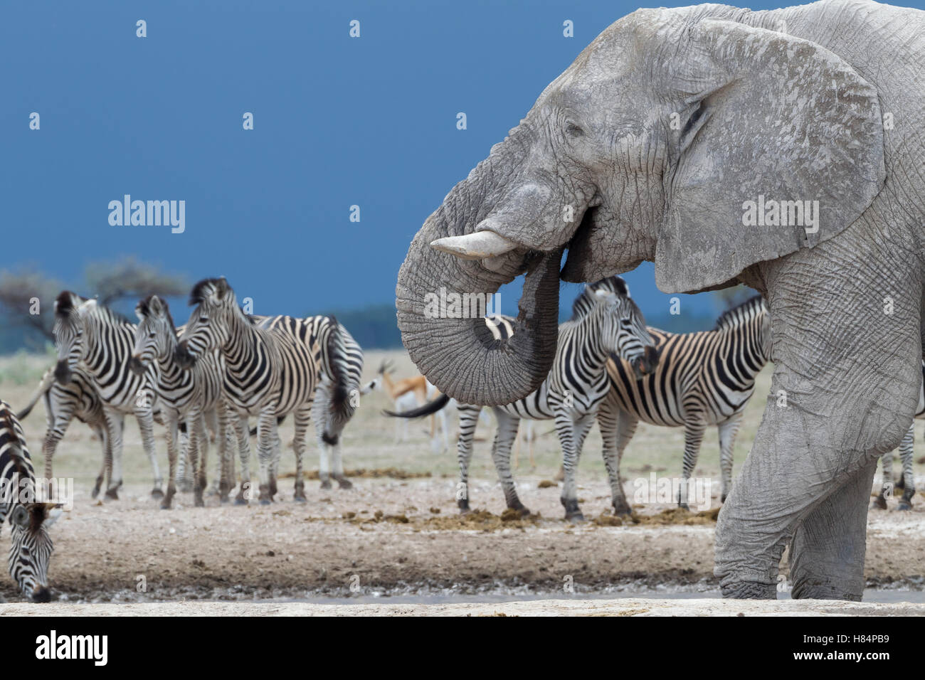 African Elephant (Loxodonta africana) bull and herd of Zebra (Equus sp ...