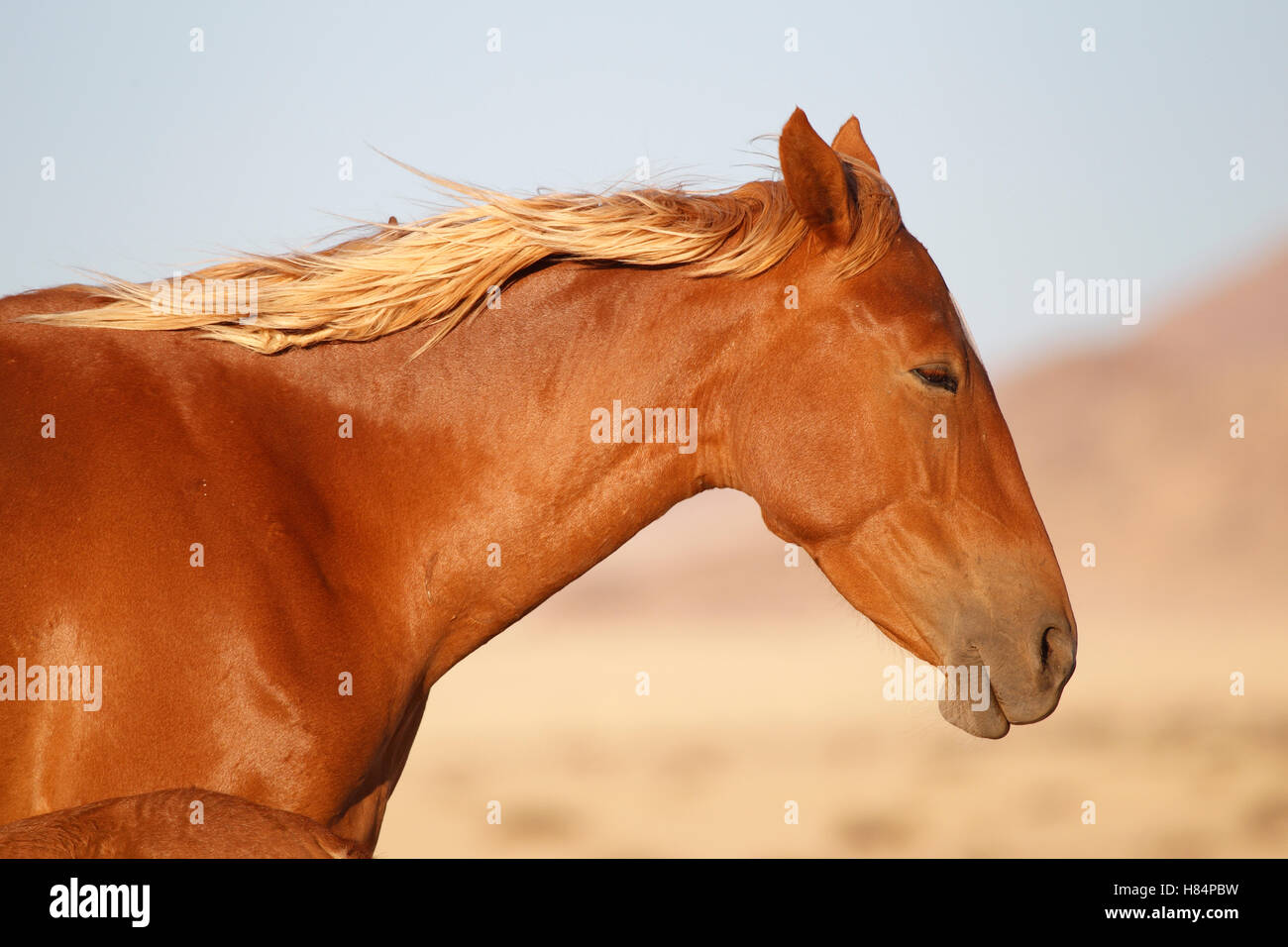 Namib Desert Horse (Equus caballus) mare, Namibia Stock Photo - Alamy