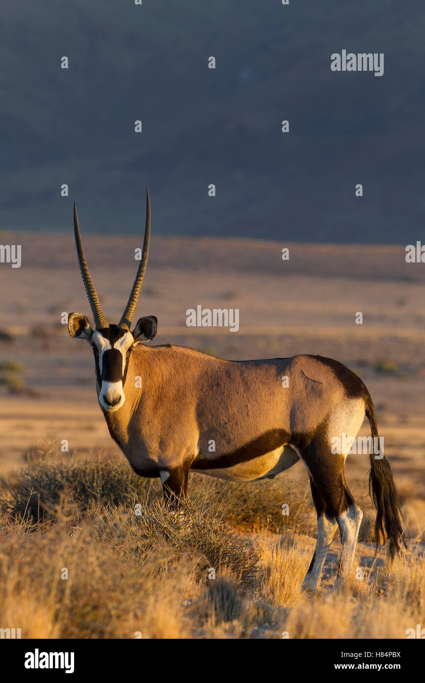 Oryx (Oryx gazella) male, Namib Desert, Namibia Stock Photo - Alamy