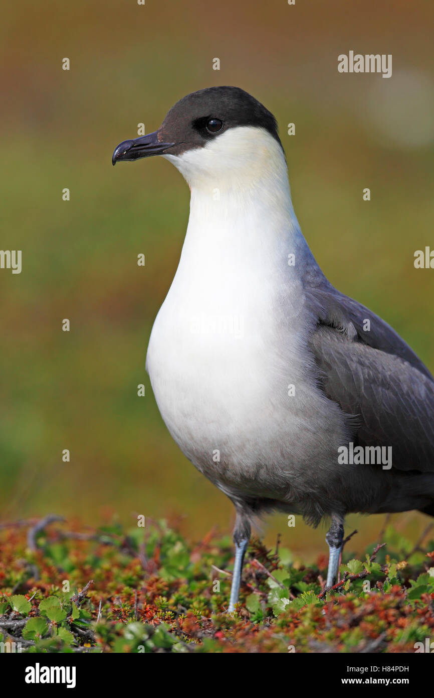 Long-tailed Jaeger (Stercorarius longicaudus) light morph, Varanger ...