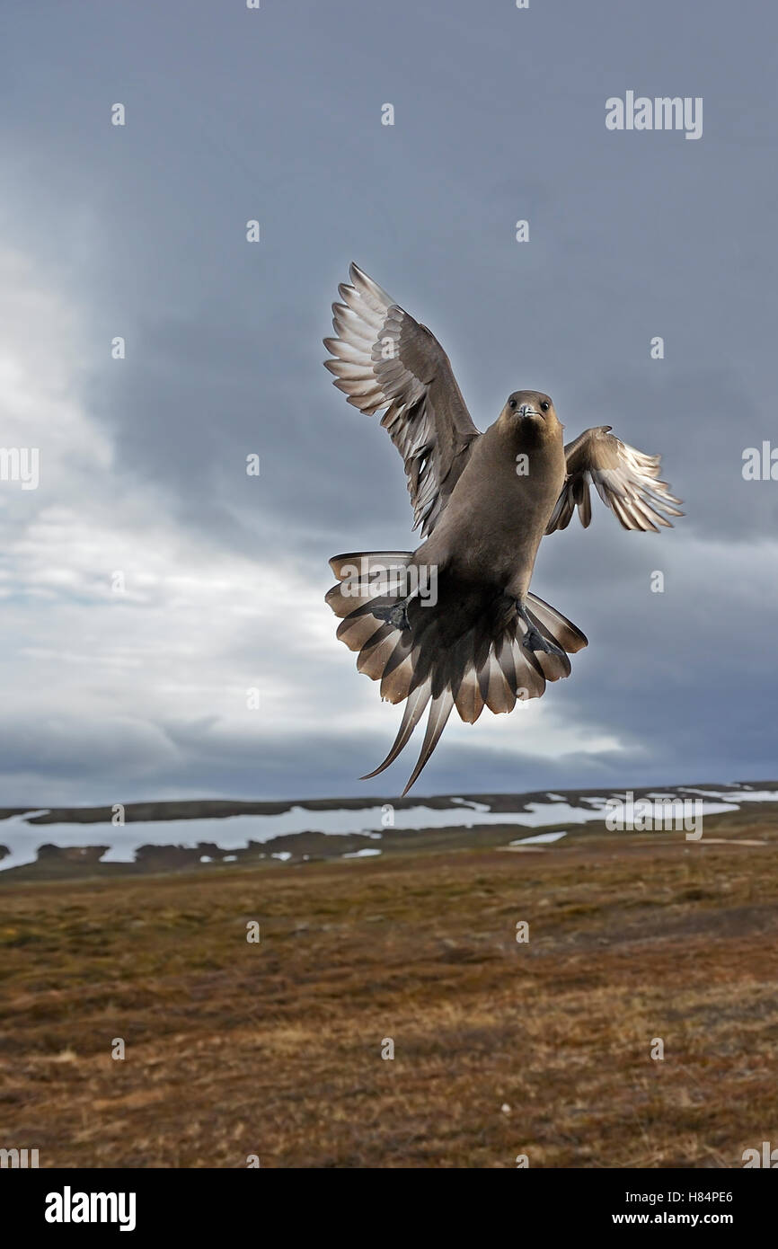 Arctic Skua (Stercorarius parasiticus) dark morph flying, Flatanger ...