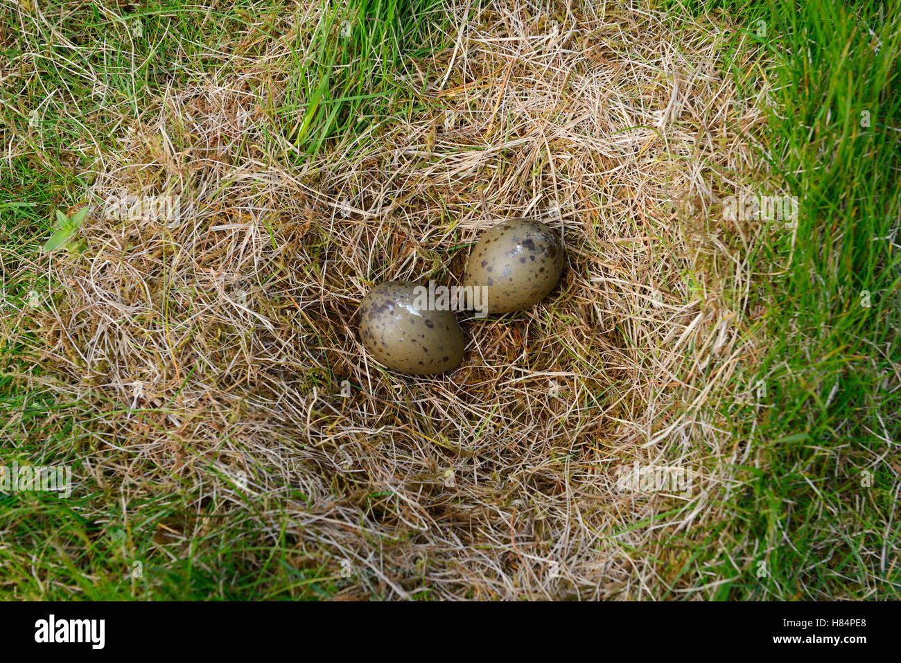 Great Skua (Catharacta skua) pair of eggs in ground nest, Skaftafell ...