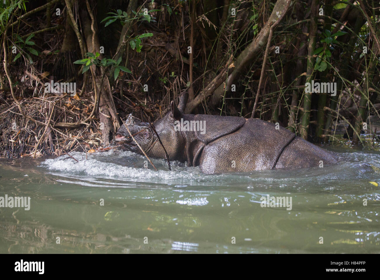 Javan Rhinoceros (Rhinoceros sondaicus) emerging from river, Ujung ...