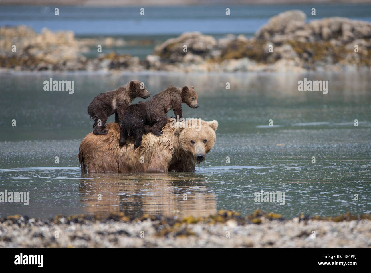 Brown Bear (Ursus arctos) cub climbing on mother's back as she cools ...
