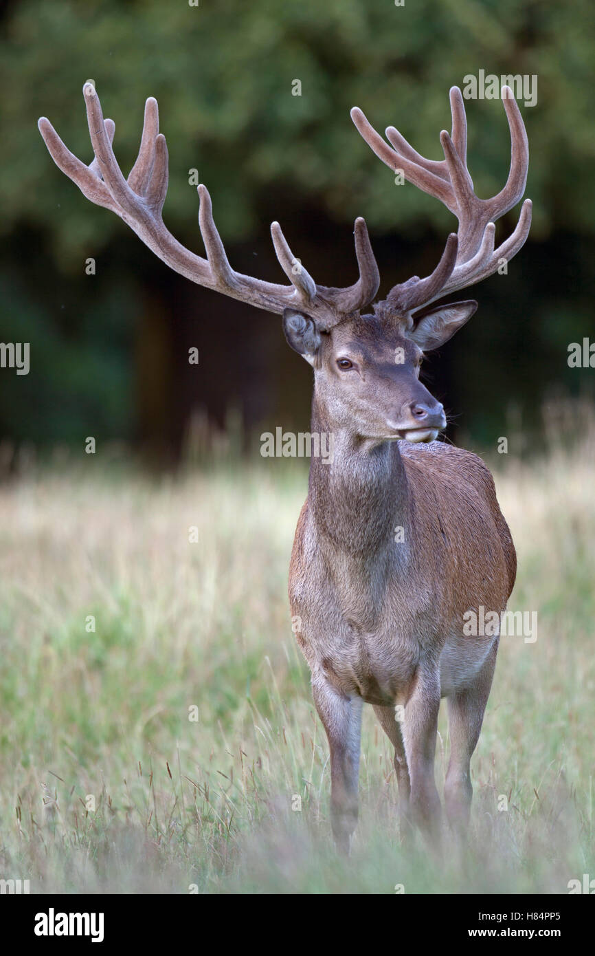 Red Deer (Cervus elaphus) stag, Denmark Stock Photo - Alamy