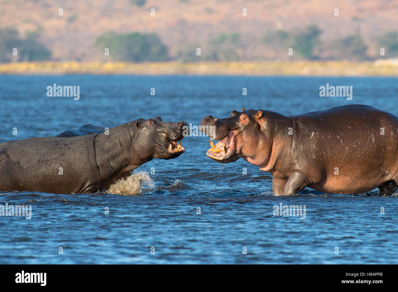 Hippopotamus (Hippopotamus amphibius) female and male fighting, Chobe ...