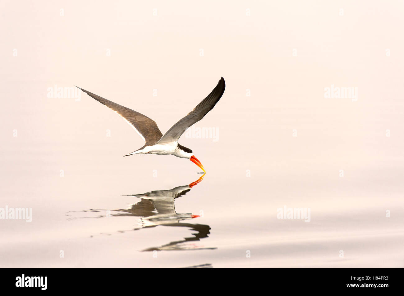 African Skimmer (Rynchops flavirostris) foraging, Chobe National Park ...