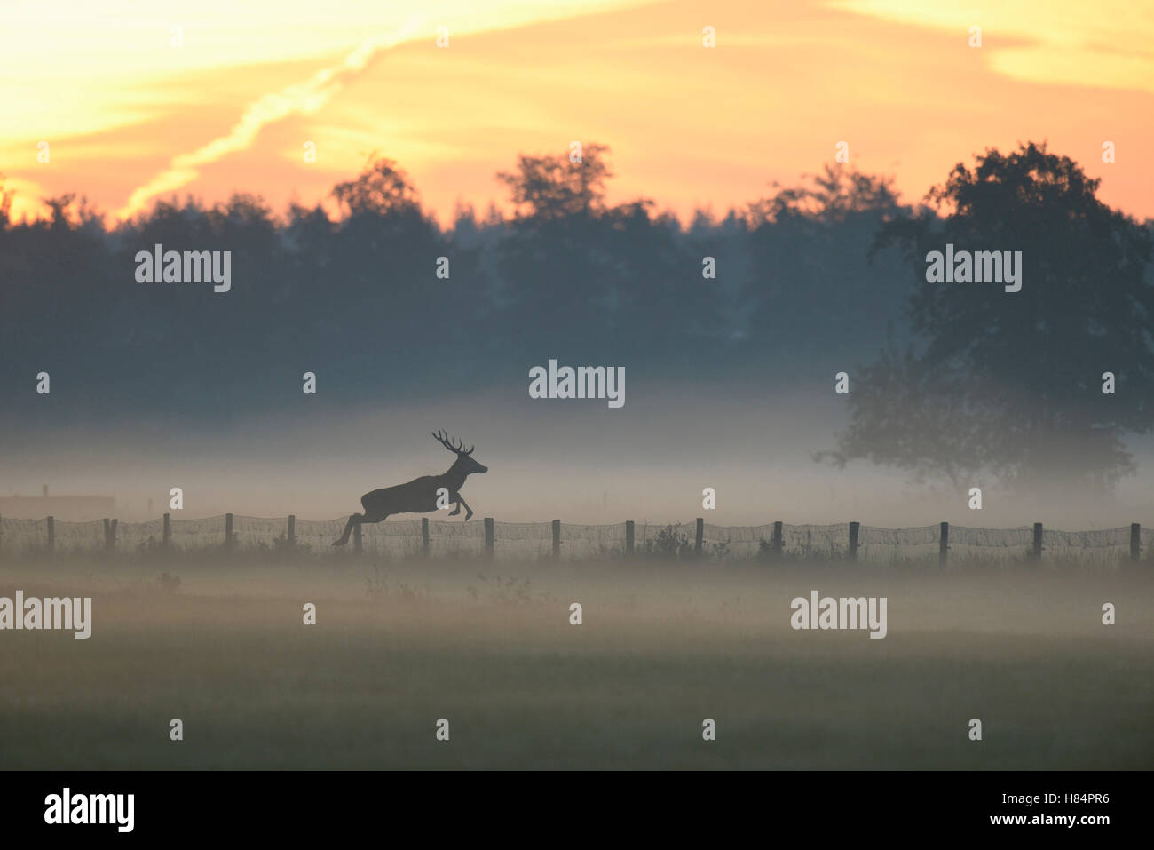 Red Deer (Cervus elaphus) stag jumping over fence in the morning ...