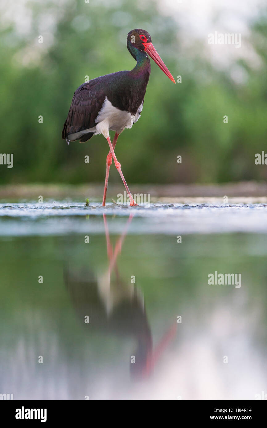 Black Stork (Ciconia nigra) in marsh, Kiskunsag National Park, Hungary ...