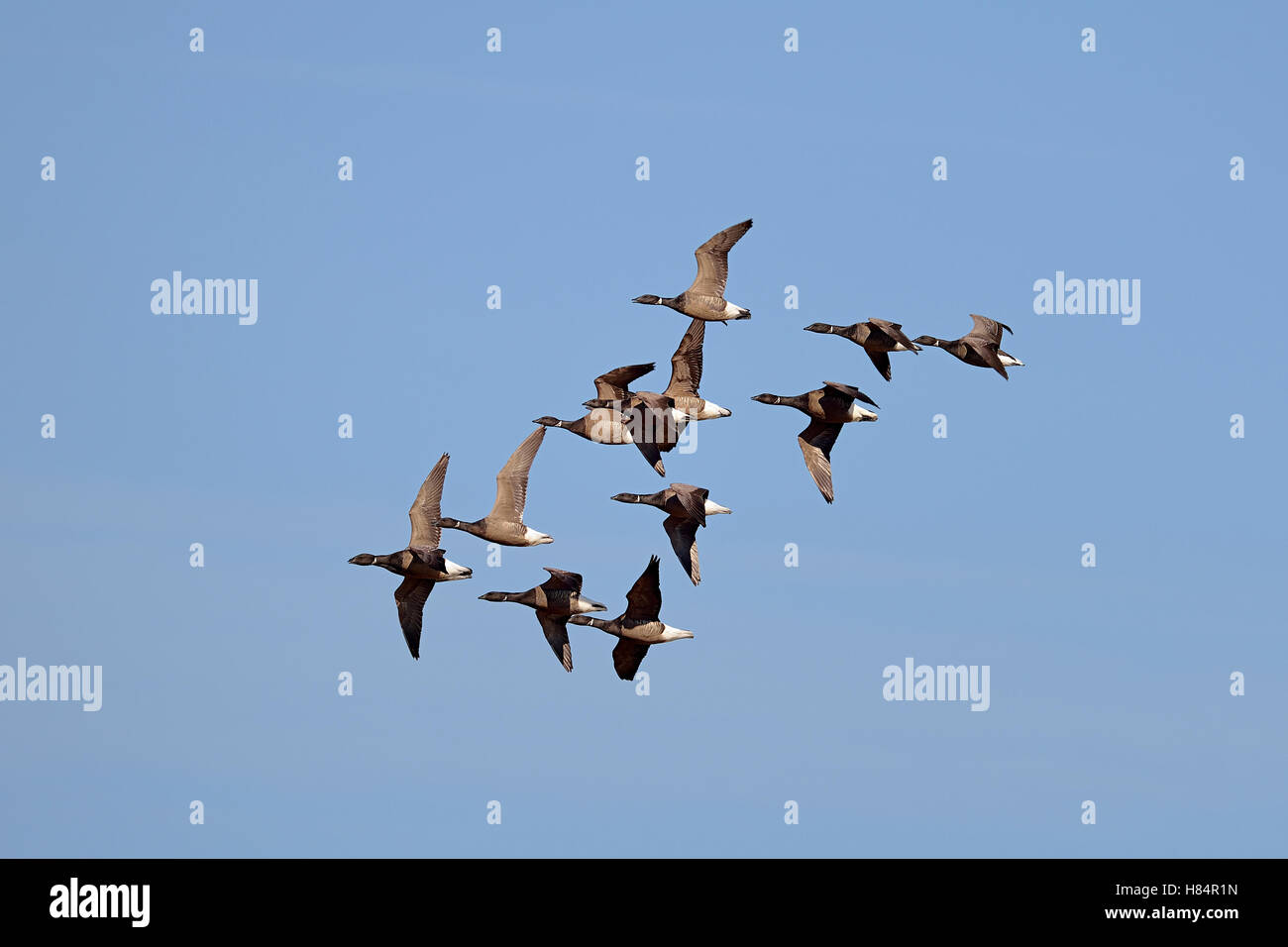 Brant (Branta bernicla) flock flying, Noord-Holland, Netherlands Stock ...