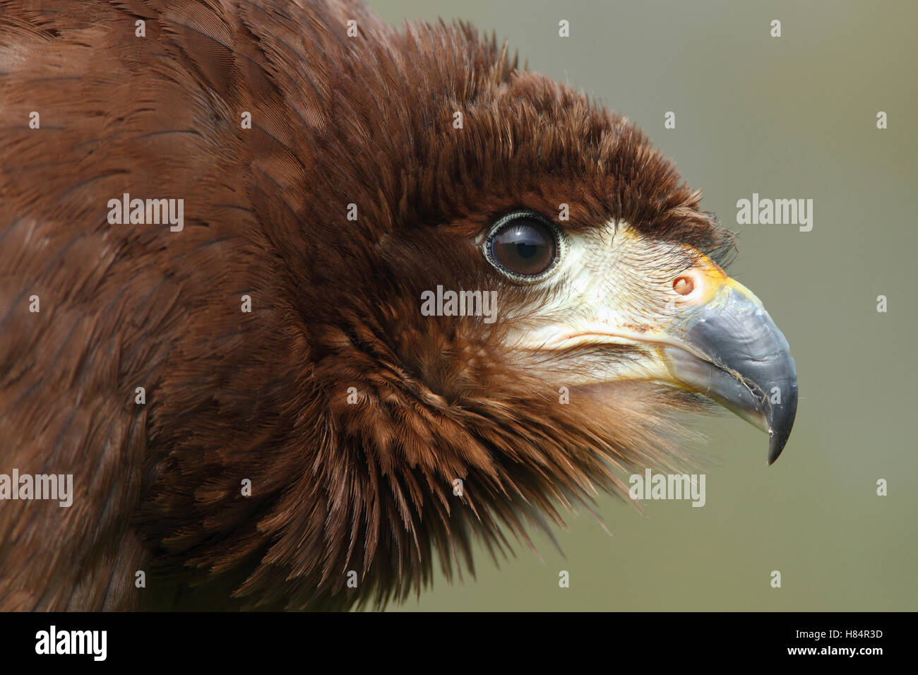 Mountain Caracara (Phalcoboenus megalopterus), Overijssel, Netherlands ...