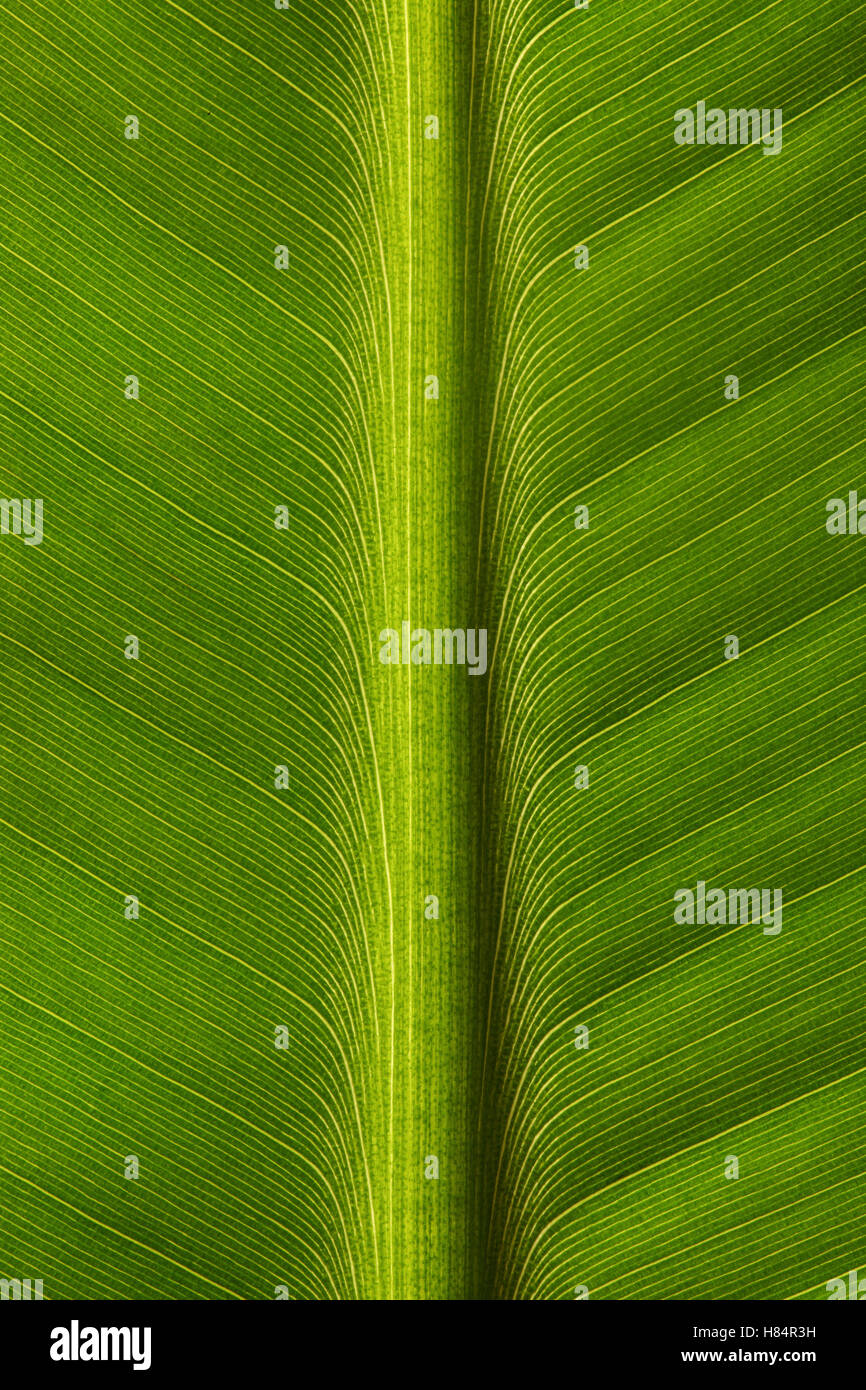 Banana (Musa sp) leaf showing rib, Netherlands Stock Photo - Alamy