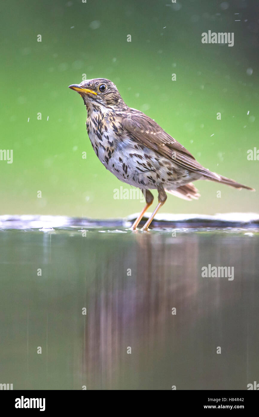 Song Thrush (Turdus philomelos) bathing in pond, Kiskunsag National ...