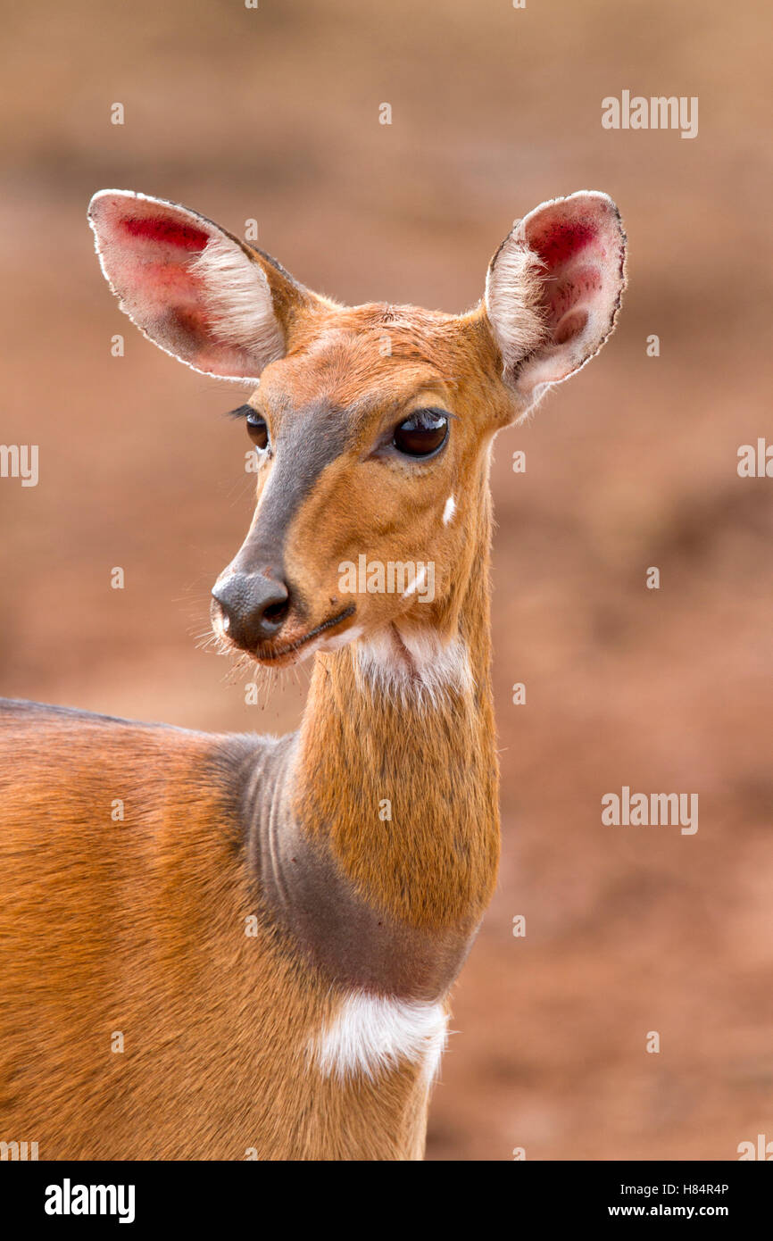 Bushbuck (Tragelaphus scriptus) female, Aberdare National Park, Kenya ...