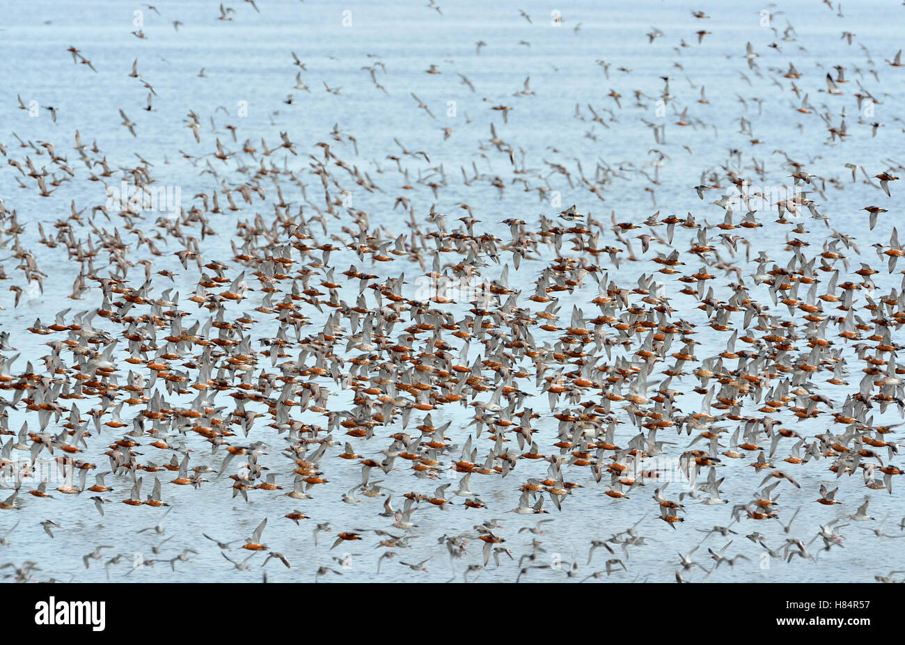 Bar-tailed Godwit (Limosa lapponica) flock flying, Noord-Holland ...