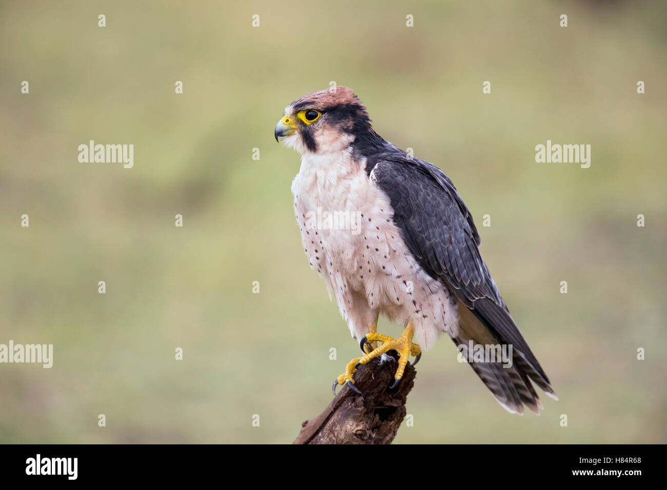 Lanner Falcon (Falco biarmicus), Manyara National Park, Tanzania Stock Photo - Alamy