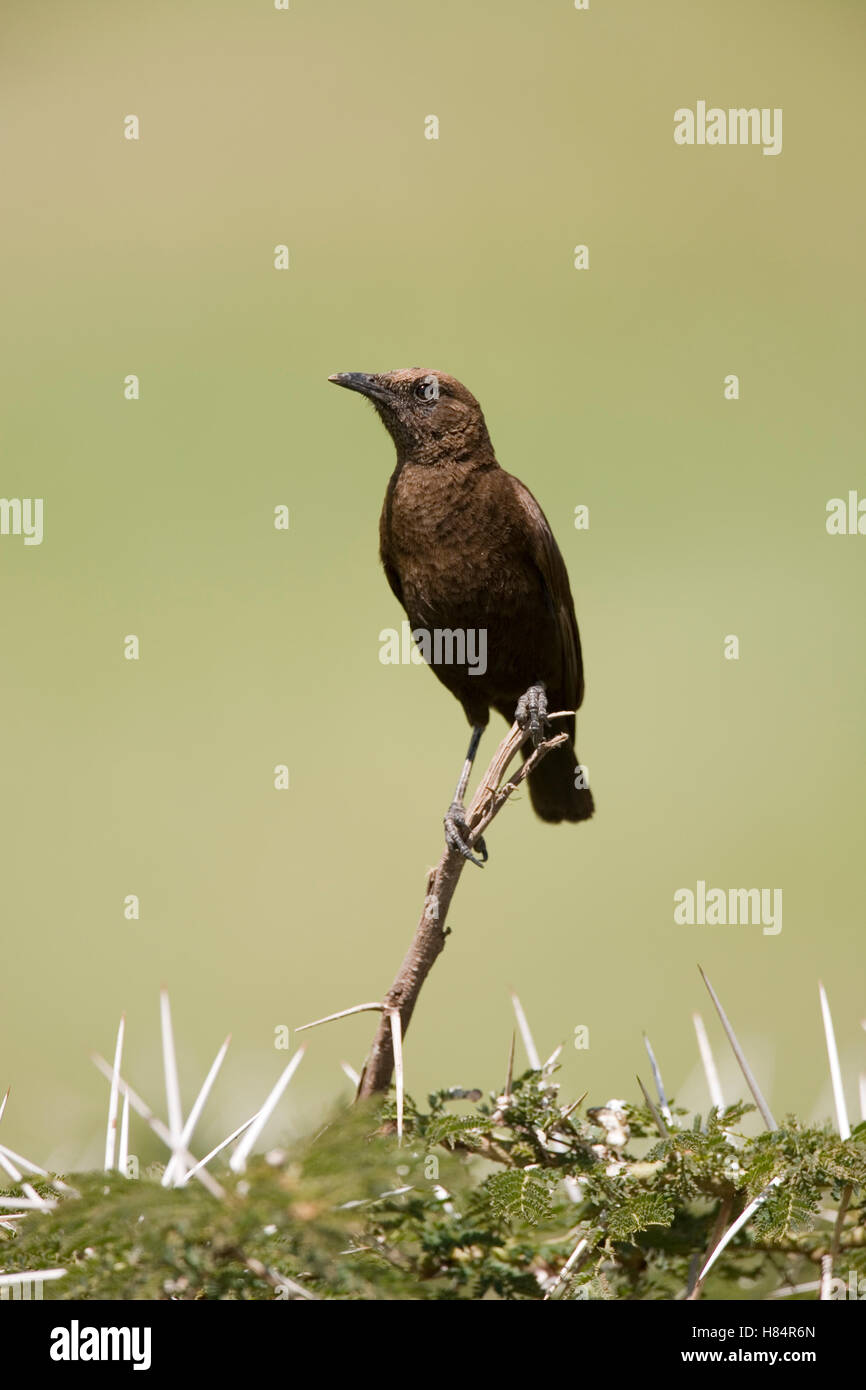 Northern Anteater-Chat (Myrmecocichla aethiops), Ngorongoro Crater ...