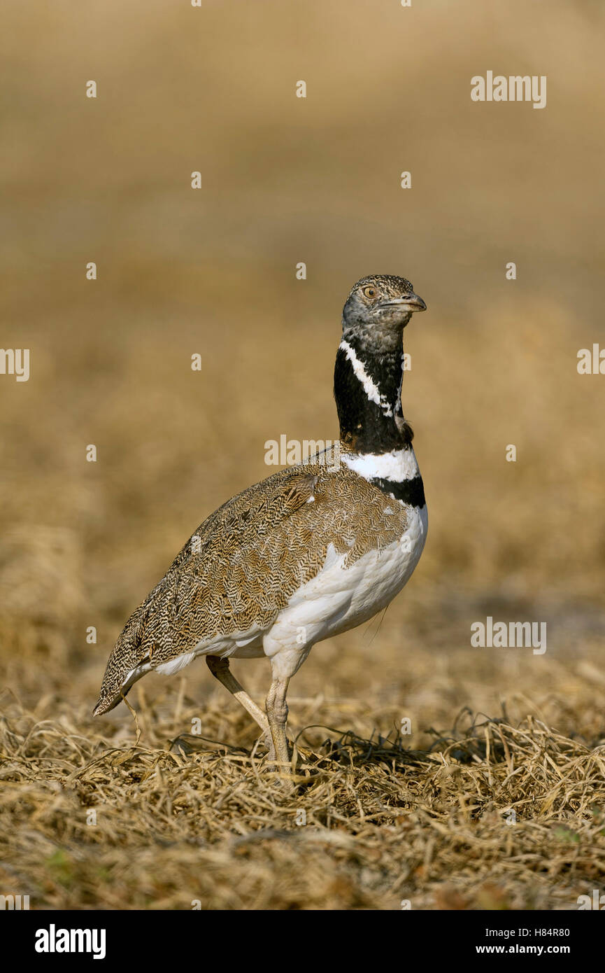 Little Bustard (Tetrax tetrax) male, Lleida, Spain Stock Photo - Alamy