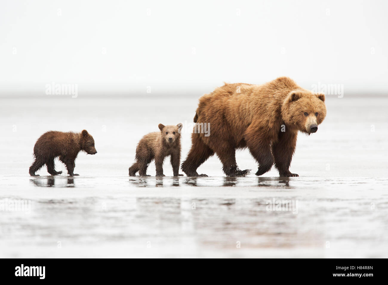 Grizzly Bear (Ursus arctos horribilis) mother and cubs, Lake Clark ...