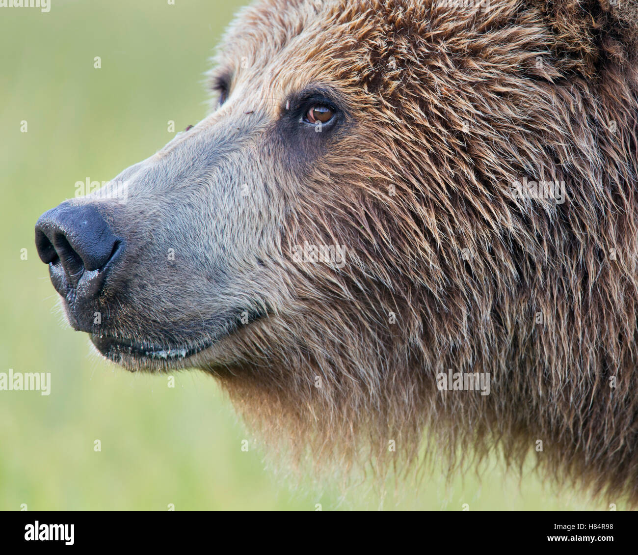 Grizzly Bear (Ursus arctos horribilis), Lake Clark National Park ...