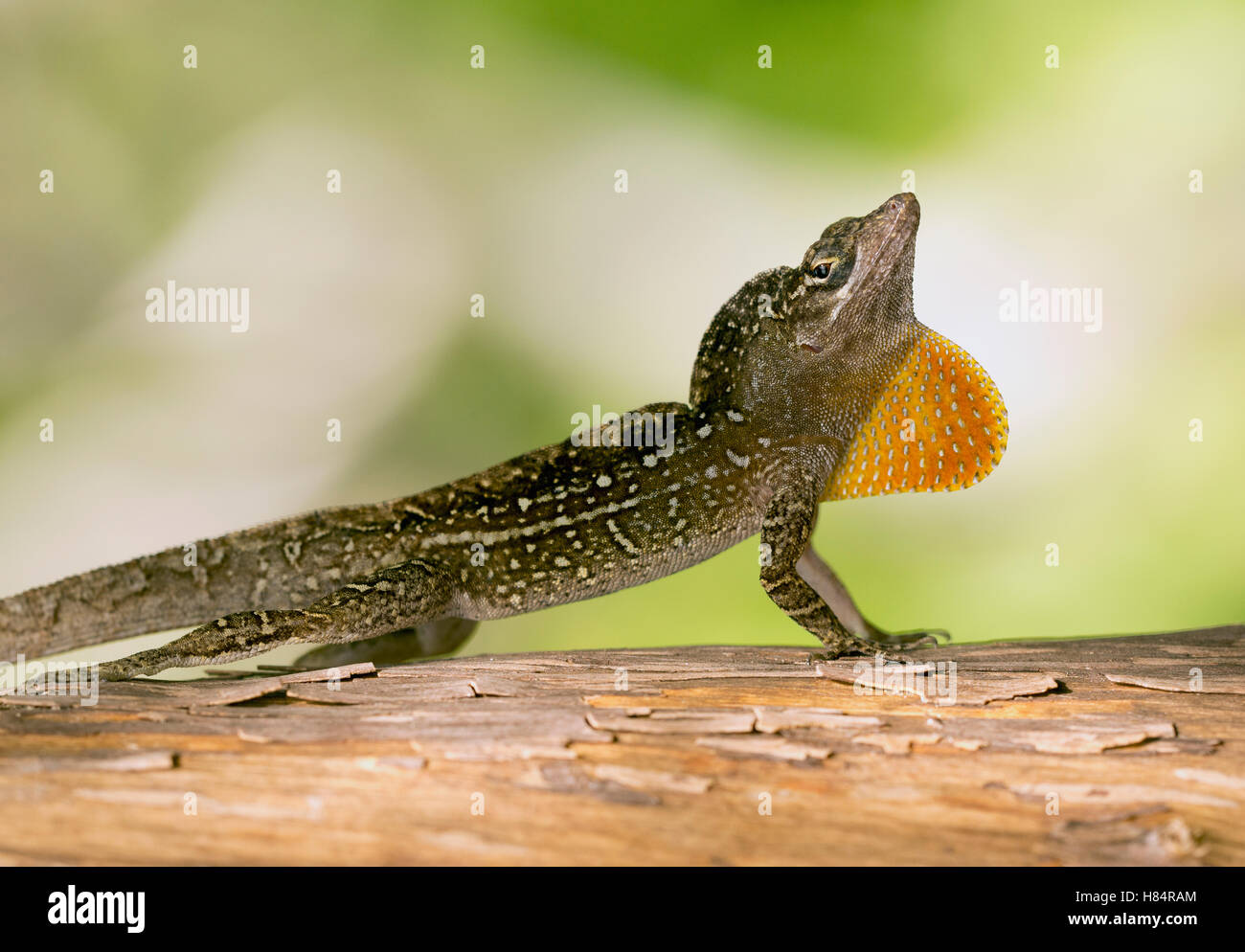 Brown Anole (Anolis sagrei) displaying dewlap, Mexico Stock Photo - Alamy