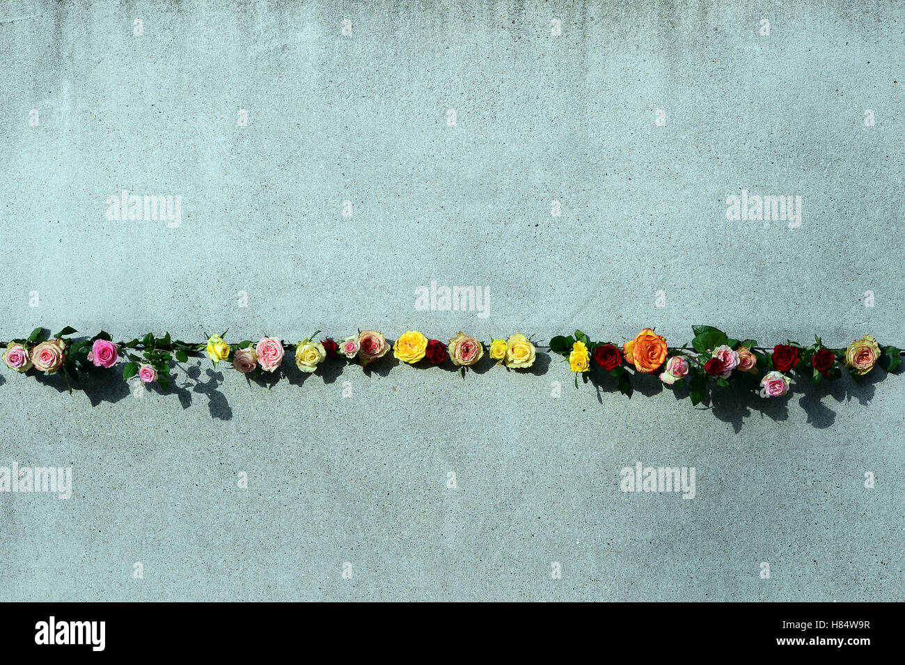 Berlin, Germany. 09th Nov, 2016. Roses stick out of a crack in the wall ...