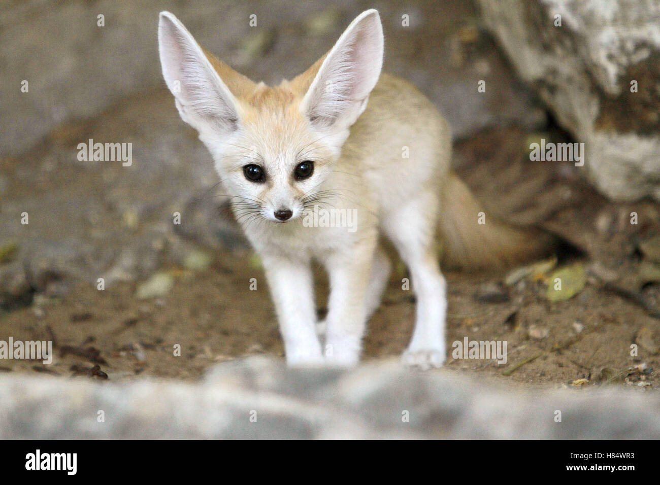 Ramat Gan, Israel. 8th Nov, 2016. A seven-week old fennec fox (Vulpes zerda) is seen at the ...