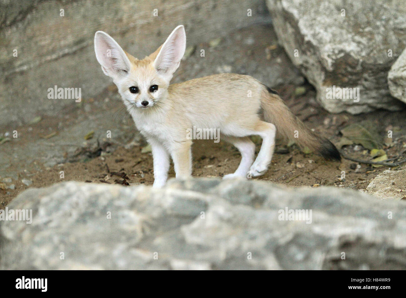 Ramat Gan, Israel. 8th Nov, 2016. A seven-week old fennec fox (Vulpes zerda) is seen at the ...
