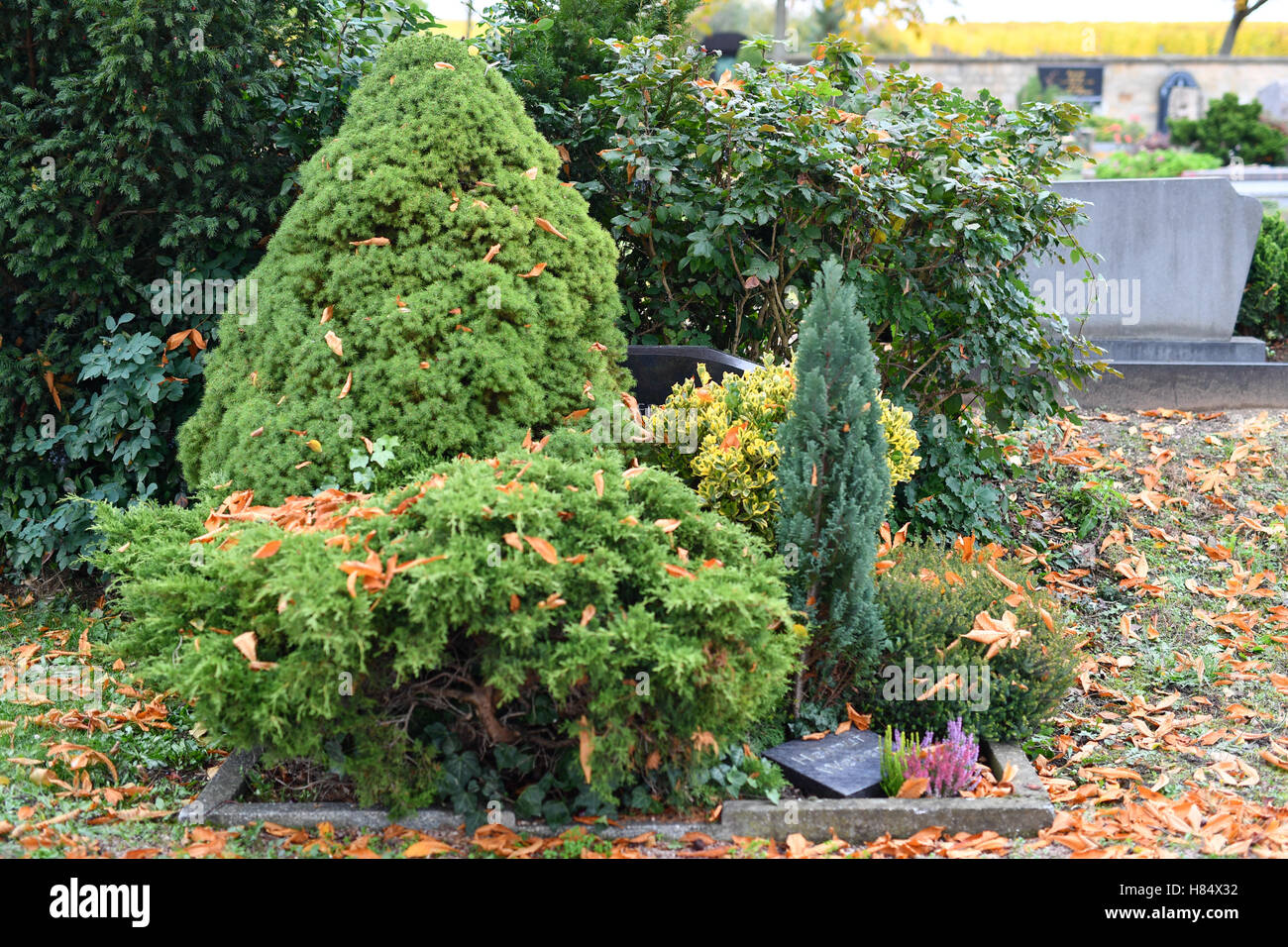 Kallstadt, Germany. 09th Nov, 2016. The overgrown Trump family ...