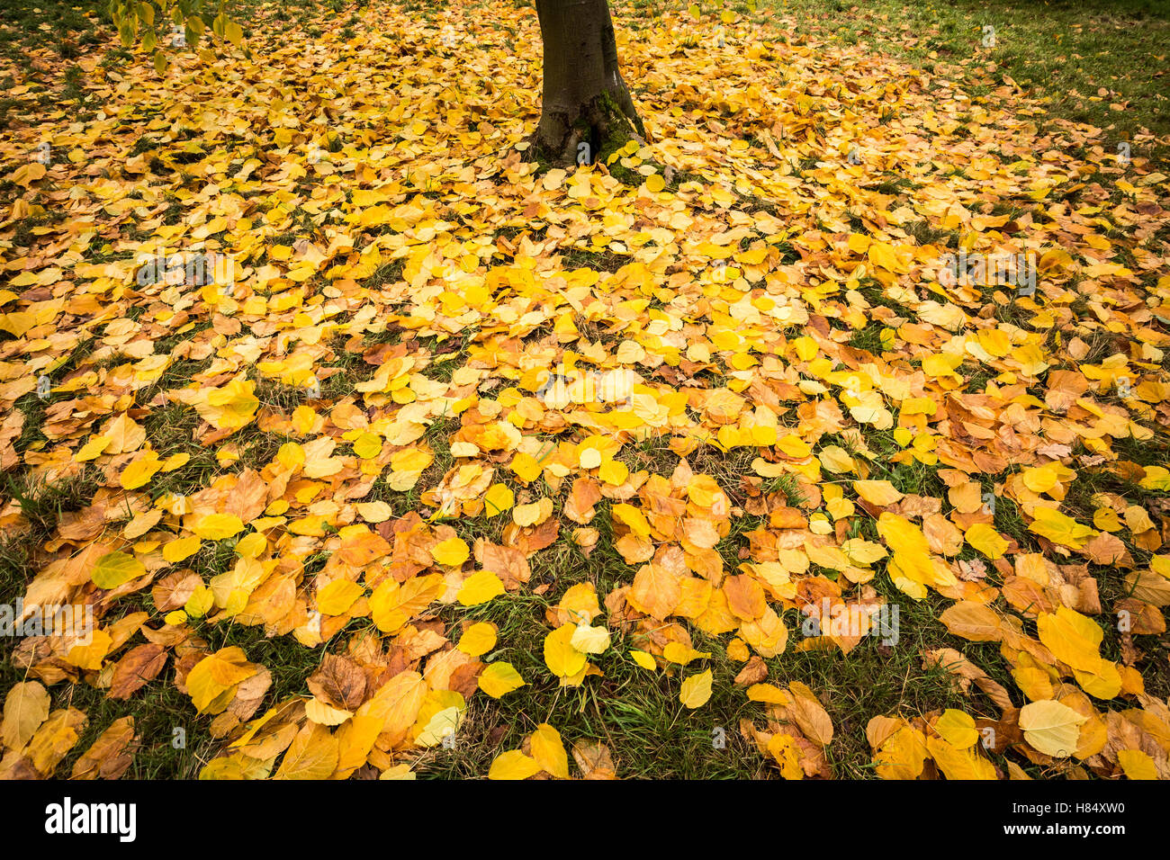 Moosewood usa hi-res stock photography and images - Alamy