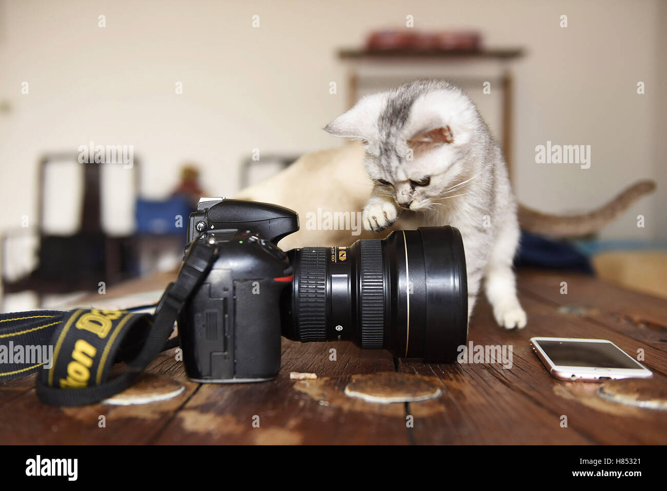 Adopting cats hi-res stock photography and images - Alamy