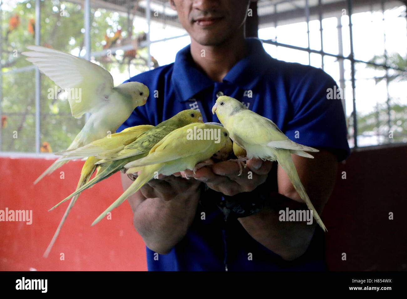 Long Tailed Parakeets High Resolution Stock Photography and Images - Alamy