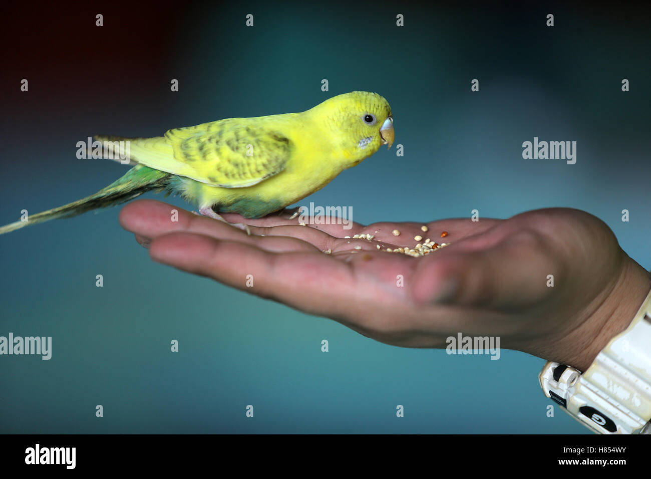 Manila, Philippines. 10th Nov, 2016. A handler feeds a long-tailed ...
